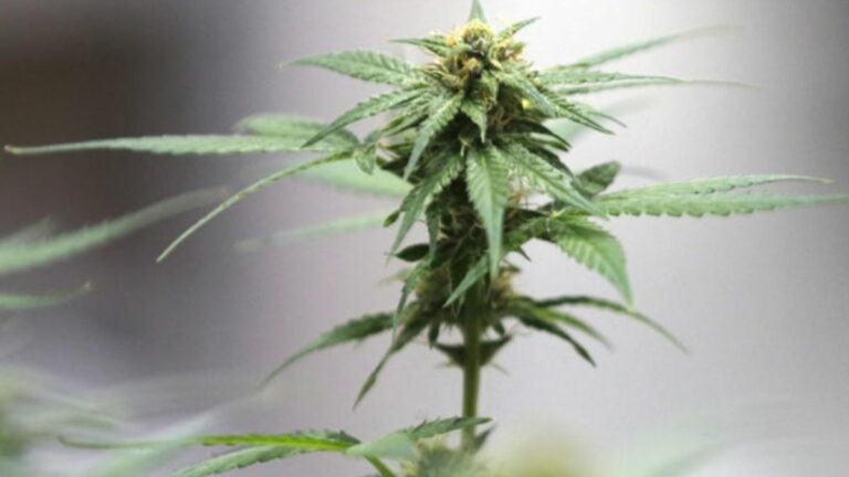 In Germania legalizzazione della cannabis dal primo aprile 2024