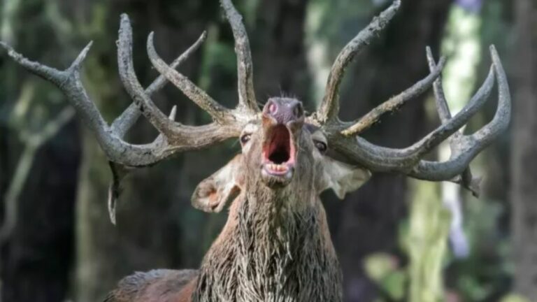 Cos'è la Malattia del cervo zombie, i sintomi e i rischi per gli umani